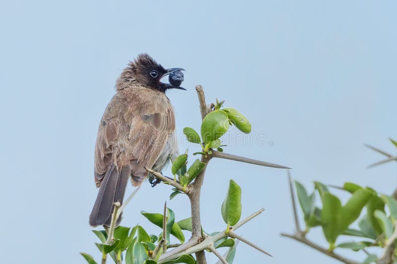 Common Bulbul Pycnonotus Barbatus Collecting Yellow Date Fruit from ...