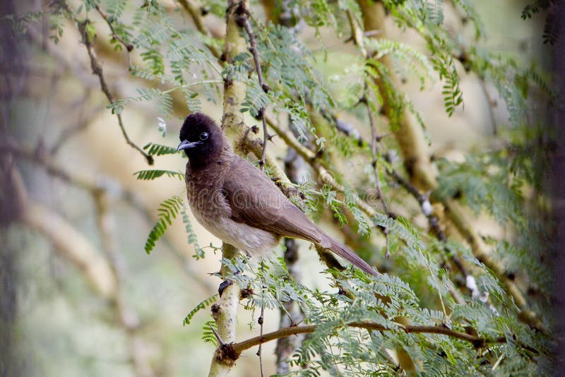 Common Bulbul Pycnonotus Barbatus Collecting Yellow Date Fruit from ...