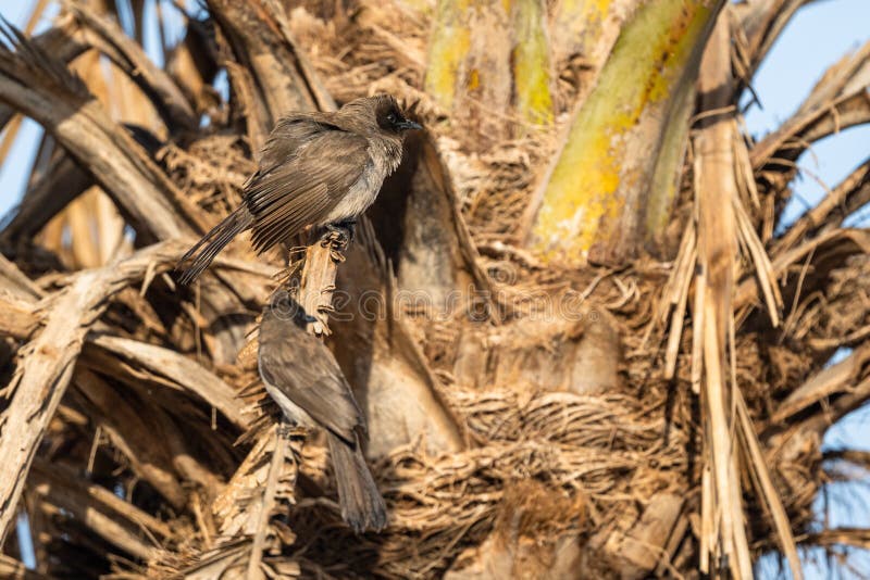 Common Bulbul, Pycnonotus Barbatus, Morocco Stock Image - Image of ...
