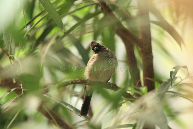 Common Bulbul Pycnonotus Barbatus Collecting Yellow Date Fruit from ...