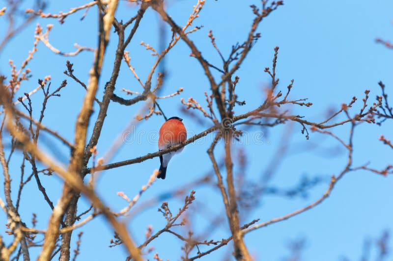 Common Bullfinch Bird Sit on the Branches Stock Image - Image of ...