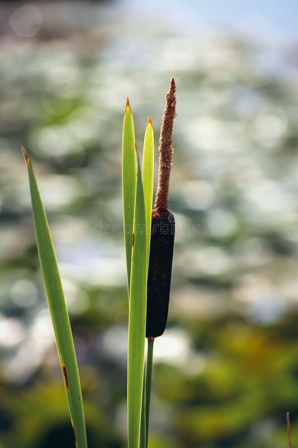 Common bulrush plant stock image. Image of water, plant - 388430735
