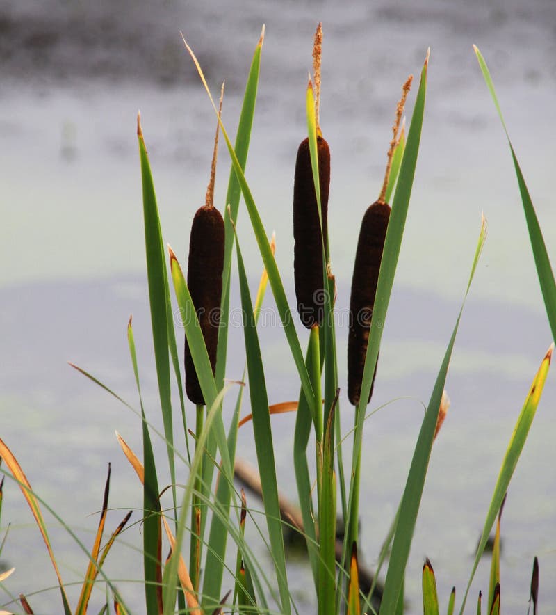 Common bulrush plants. stock photo. Image of bulrush - 126036814