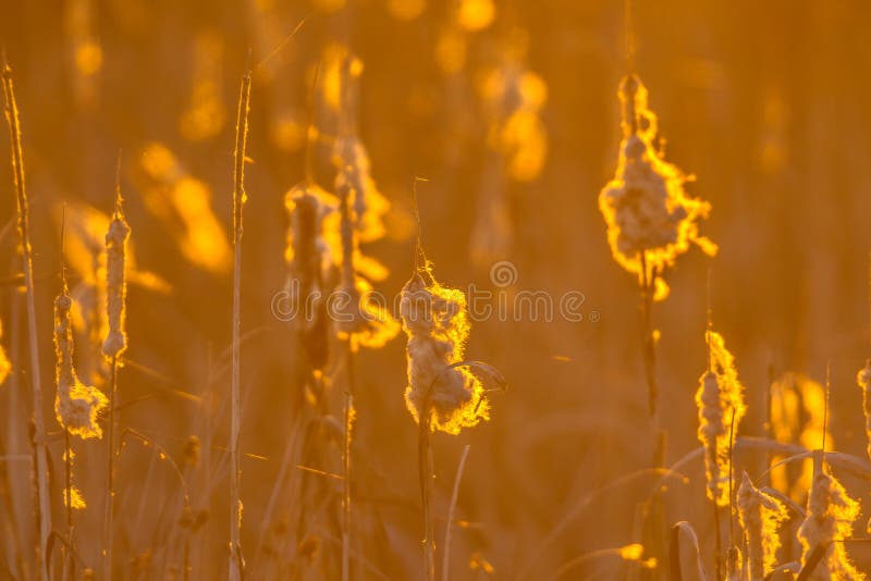Common Bulrush Seeding in Orange Light Stock Image - Image of flower ...