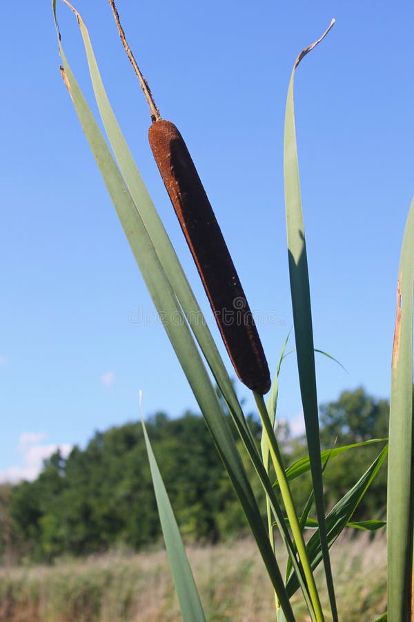 Common Bulrush (Typha Latifolia) Stock Image - Image of broadleaf ...