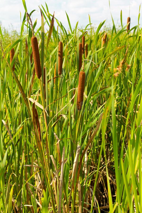 Reeds On The River Bank. Marsh Plant, The Common Reed. Stock Image ...