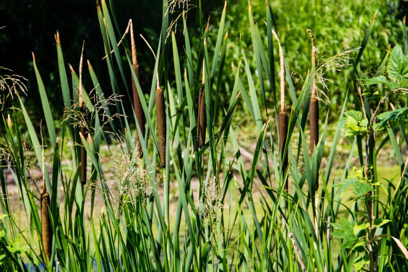 Bulrush, Typha Plant With Green Vegetation Stock Image - Image of ...