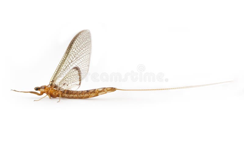 Common Burrower Mayfly Stock Photos - Free & Royalty-Free Stock Photos ...