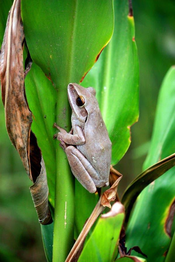 Common Bush Frog stock photo. Image of amphibian, animal - 20275074