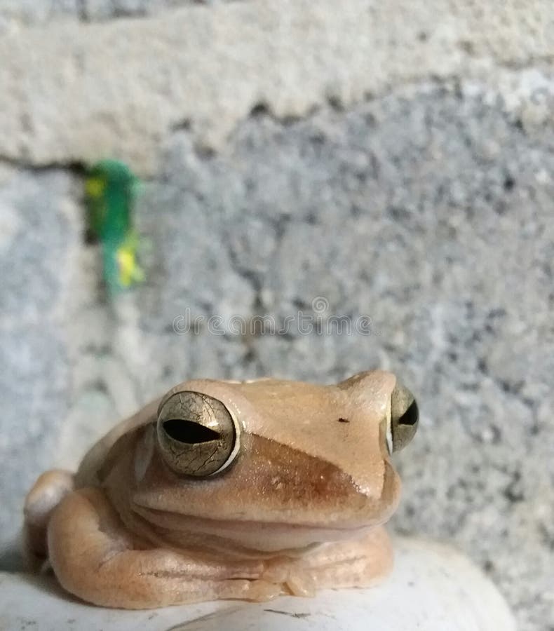 Common Bush Frog Rhocoprus RANADAE Stock Photo - Image of bush ...