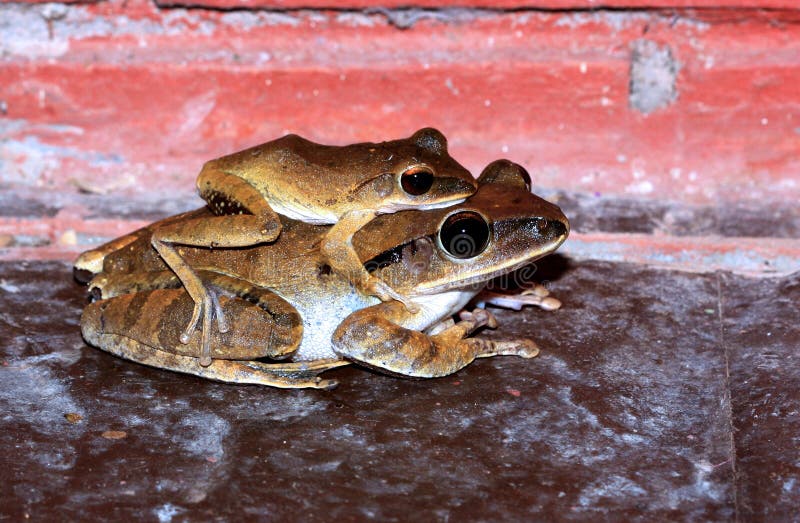 Common Bush Frog stock photo. Image of nature, planer - 32523328