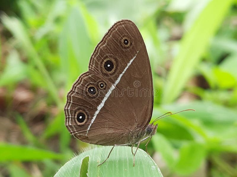 Common Bushbrown Butterfly Perched on a Green Leaf Stock Photo - Image ...