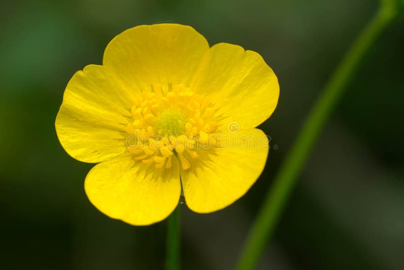 Meadow Buttercup - Ranunculus Acris Stock Image - Image of environment ...