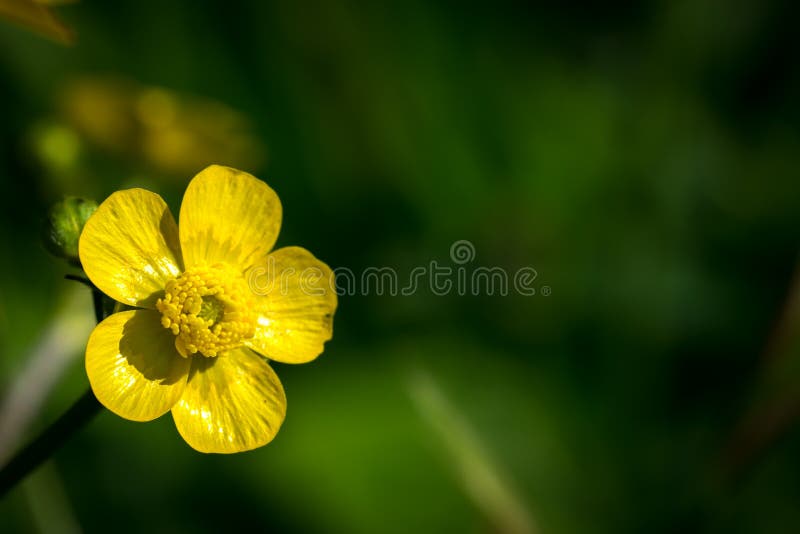 Common Buttercup Flower (Ranunculus Acris) Stock Photo - Image of ...