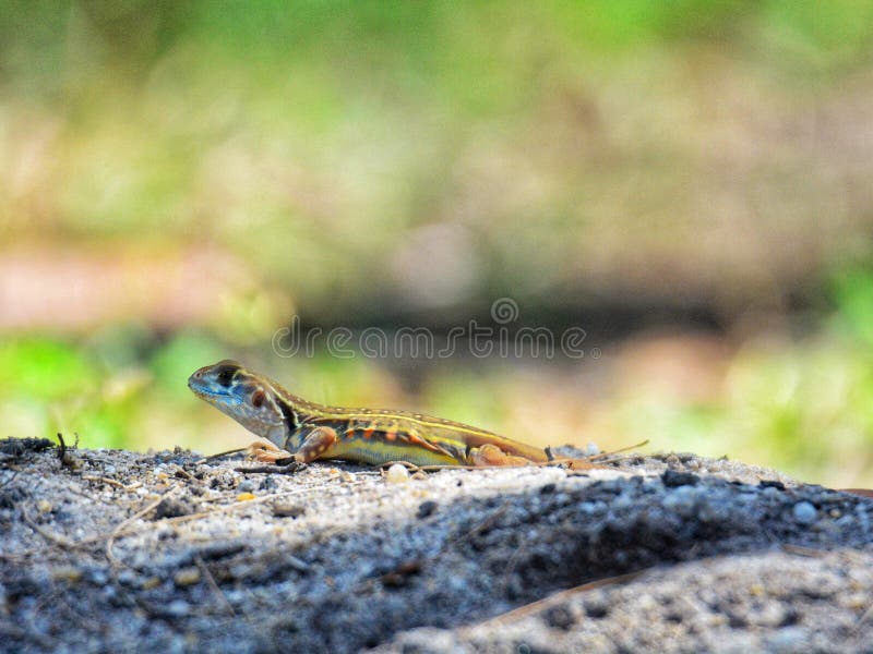 Common Butterfly Lizard stock photo. Image of frog, nature - 234352482
