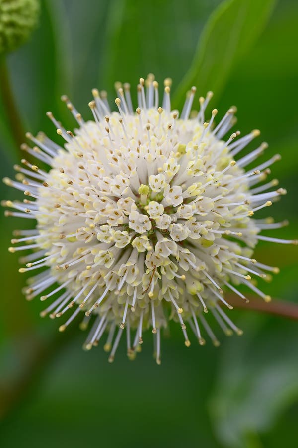 Common Buttonbush Cephalanthus Occidentalis, Close-up of Spherical ...