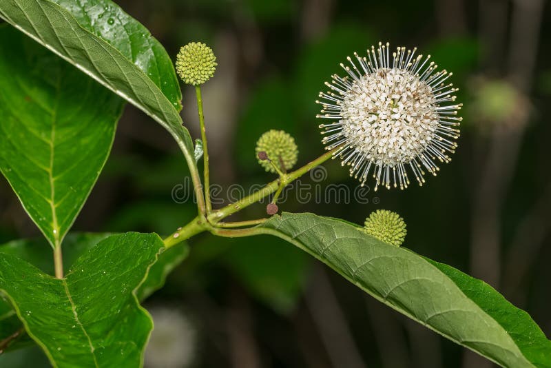 Common Buttonbush - Cephalanthus Occidentalis Stock Image - Image of ...