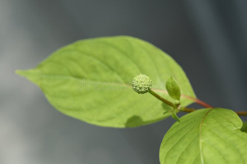 Common buttonbush stock image. Image of bush, cephalanthus - 307541725