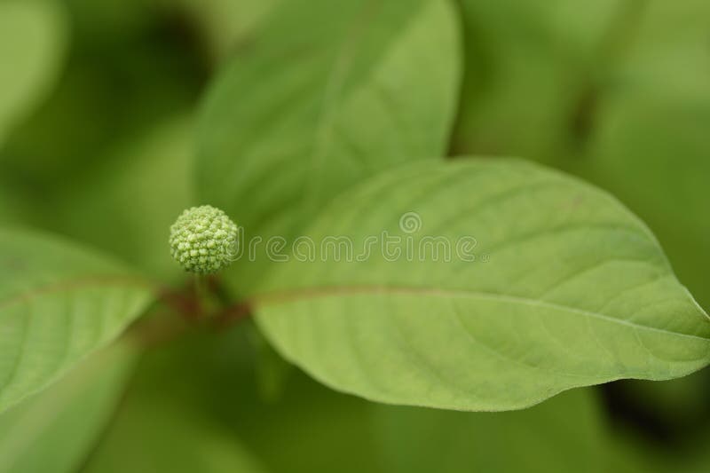 Common buttonbush stock image. Image of outdoors, bush - 306560597