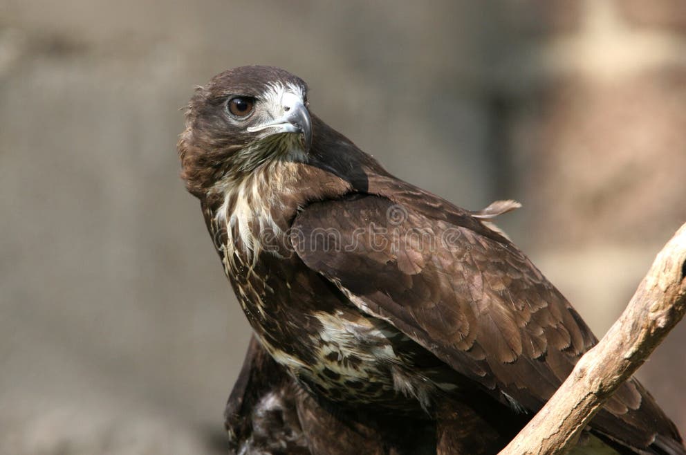 Common buzzard stock photo. Image of hunting, animal - 13605366