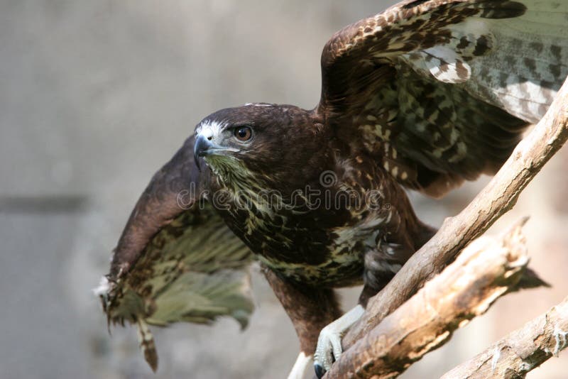 Bird of Prey- Ruffled Feathers Stock Photo - Image of portrait, strong ...