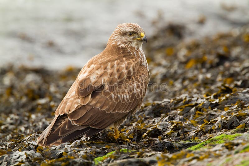Common Buzzard stock photo. Image of watching, buteo - 24115344