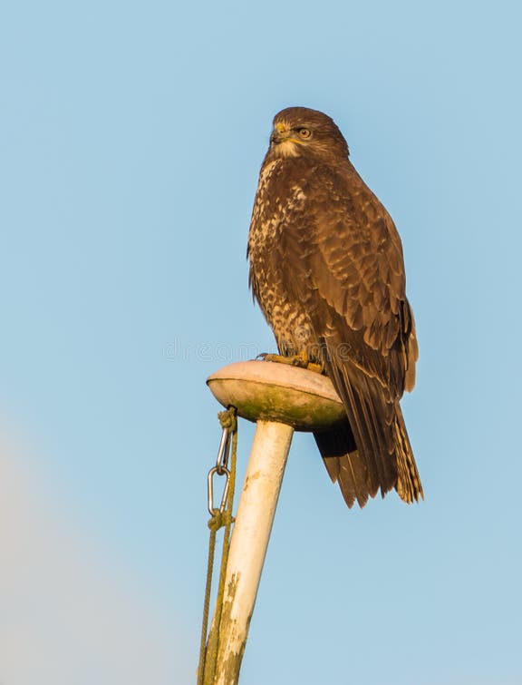 Common Buzzard stock photo. Image of life, bird, buzzards - 28608910