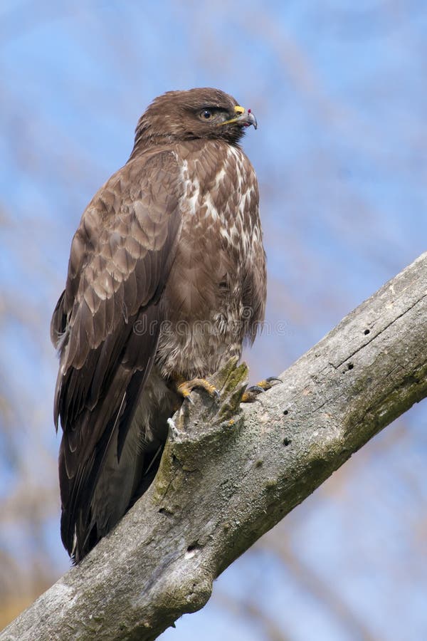 Common Buzzard stock photo. Image of hawk, buteo, hunter - 29052884