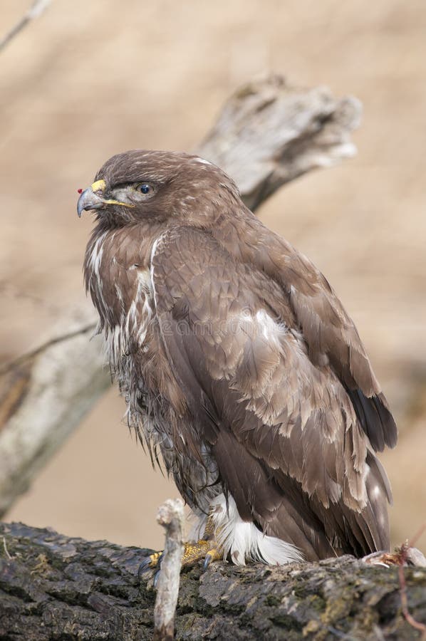 Common Buzzard stock image. Image of wild, raptor, nature - 29052925