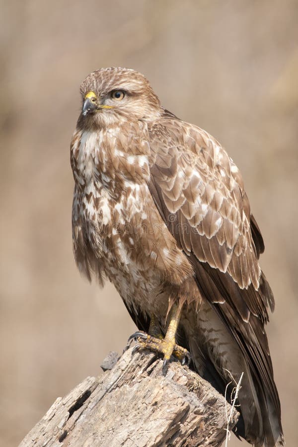 Common Buzzard stock photo. Image of nature, bird, wildlife - 29053038