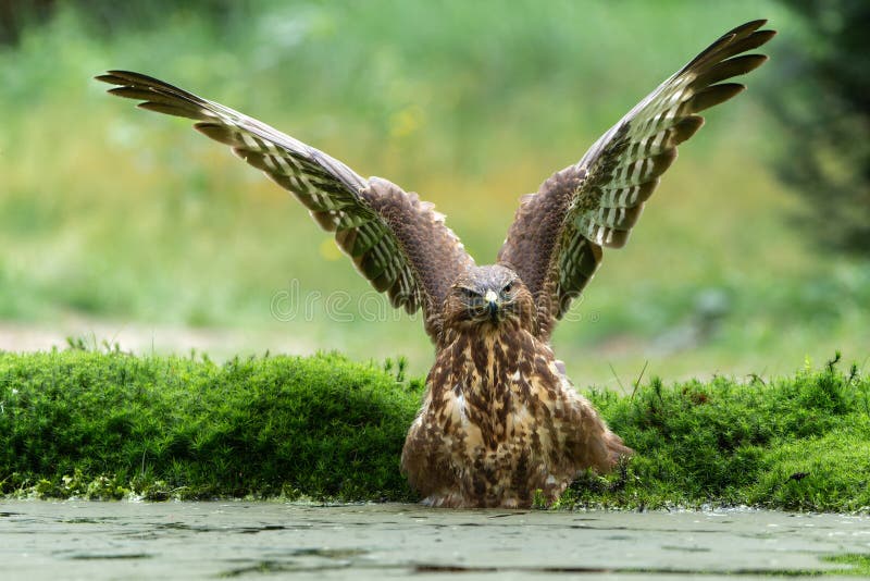 Common Buzzard Attacked by Another Buzzard Stock Image - Image of ...