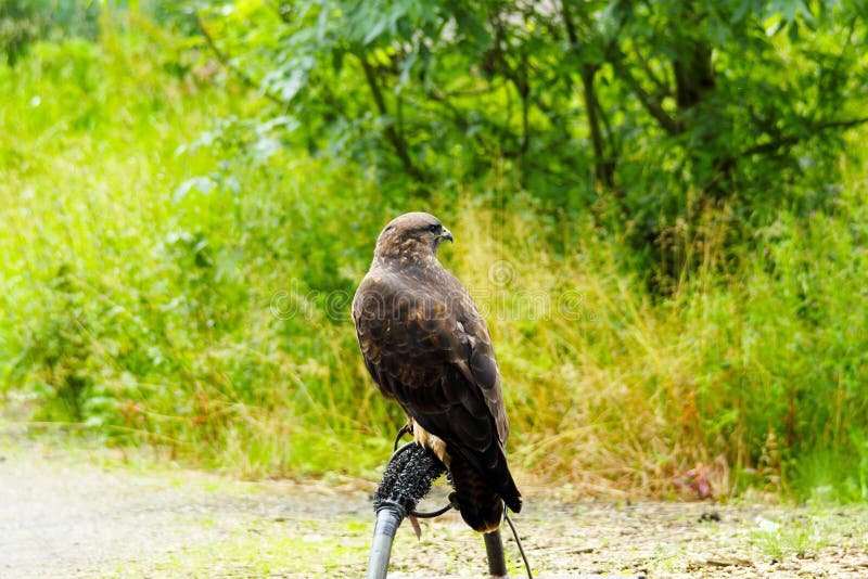Buzzard portrait stock photo. Image of hawk, feather - 25775886