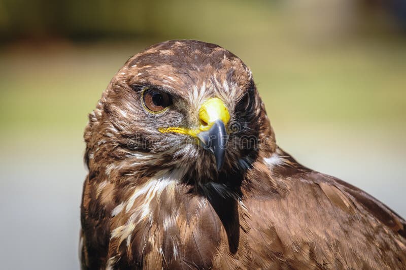 Common buzzard bird stock photo. Image of trained, wild - 161862882