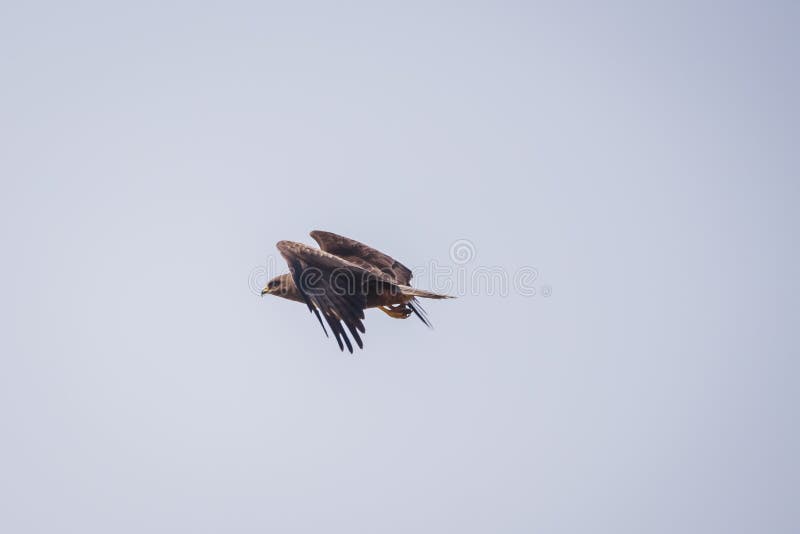 Common Buzzard Bird Flying. Stock Photo - Image of latvia, nature ...