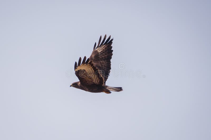 Common Buzzard Bird Flying. Stock Image - Image of fauna, birds: 215659753