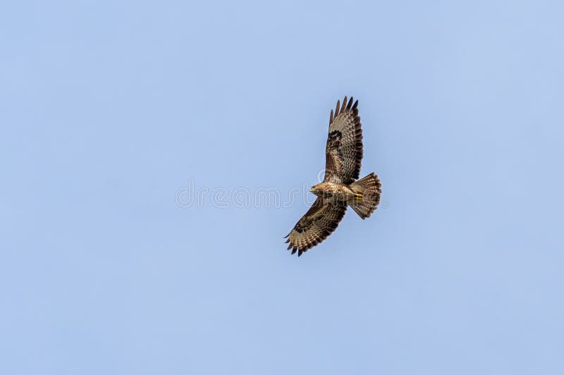 Common Buzzard Bird Soaring Gracefully with Wings Extended in the Sky ...
