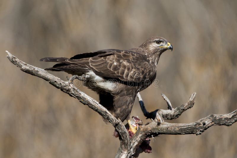 Common buzzard Buteo buteo stock image. Image of europe - 141979707