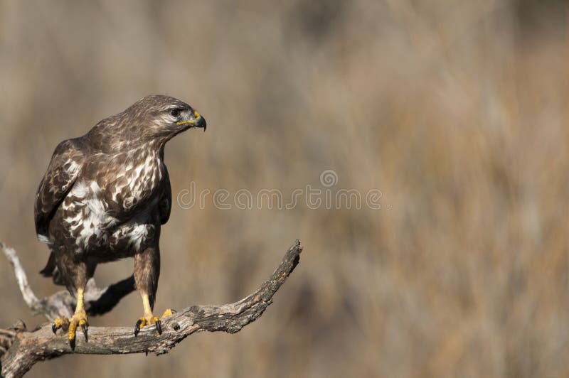 Common Buzzard, Buteo Buteo on a Dry Branch Stock Image - Image of hawk ...