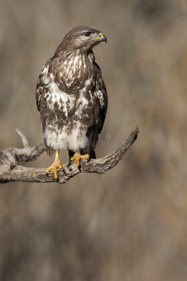 Common buzzard Buteo buteo stock image. Image of common - 141980285