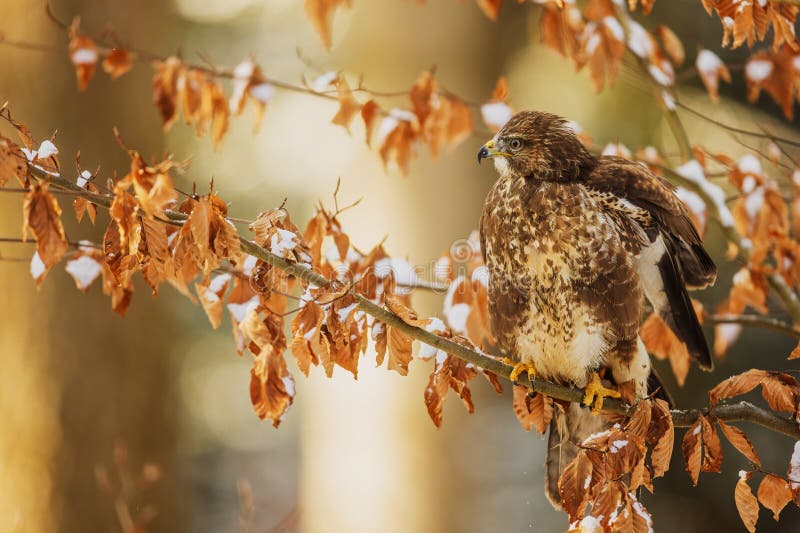 Common Buzzard Buteo Beech Tree Snow Stock Photos - Free & Royalty-Free ...