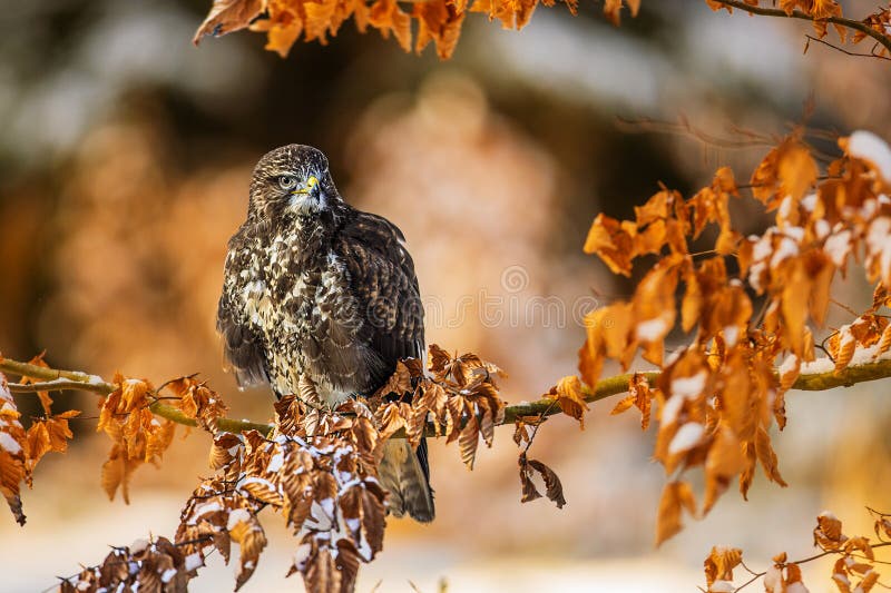 Common Buzzard Buteo Beech Tree Winter Stock Photos - Free & Royalty ...