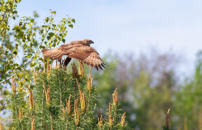 Common Buzzard, Buteo Buteo. a Bird Takes Off from a Tree Branch Stock ...