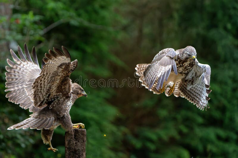 Henkbogaard - Photographer profile