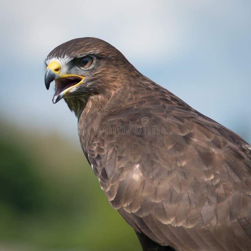 Common buzzard head-shot stock image. Image of prey, beak - 34289609