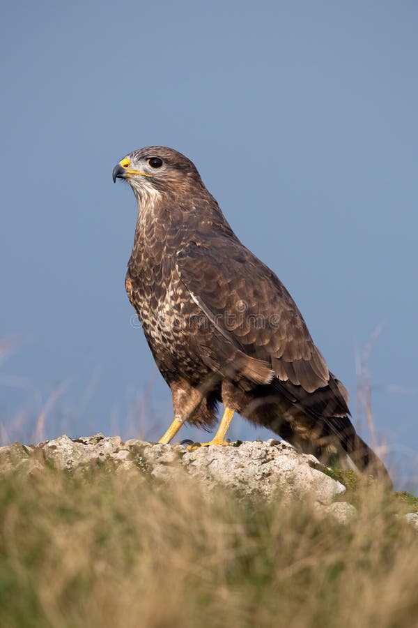 Common Buzzard, Buteo Buteo Stock Image - Image of bird, animal: 262850999