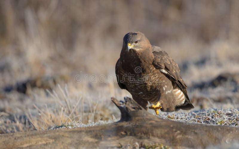Common Buzzard in Early Spring at a Wet Forest Stock Photo - Image of ...