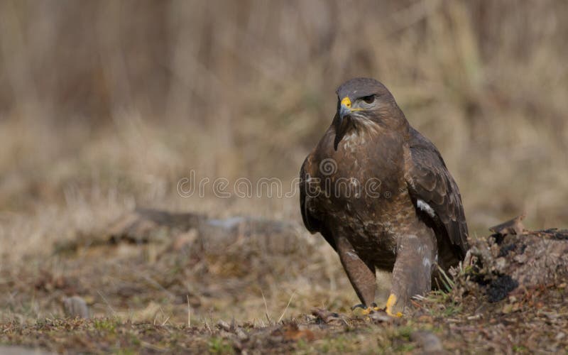Common Buzzard in Early Spring at a Wet Forest Stock Image - Image of ...