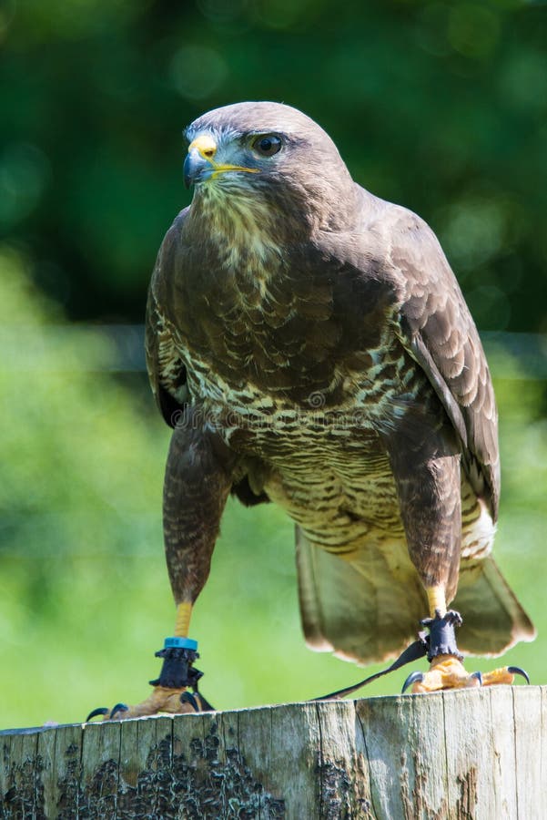 Common buzzard head-shot stock image. Image of prey, beak - 34289609