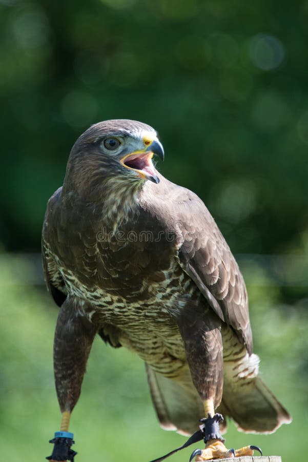 Common buzzard head-shot stock image. Image of prey, beak - 34289609
