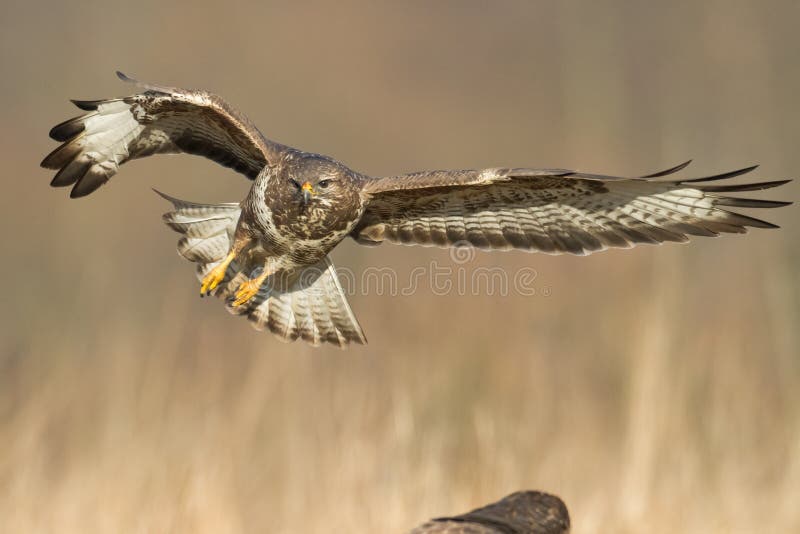 Common Buzzard Buteo Buteo in the Fields in, Buzzards in Natural ...